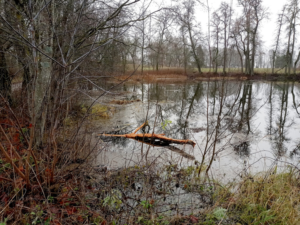 Reguliuoja bebrų populiaciją urbanizuotose teritorijose - Biržų ...