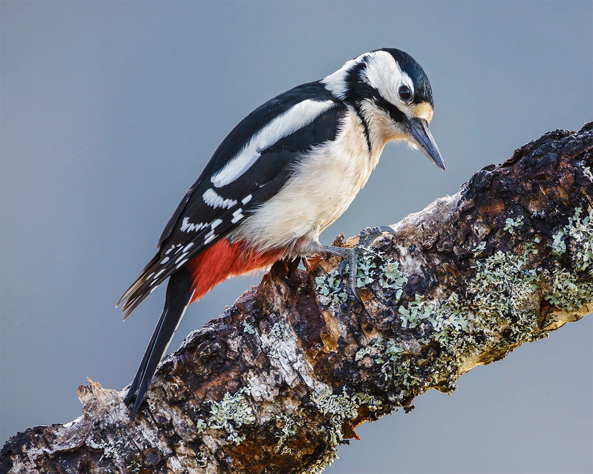 Genys uoksą prasikalė gyvenamojo namo sienoje - Biržų laikraštis ...