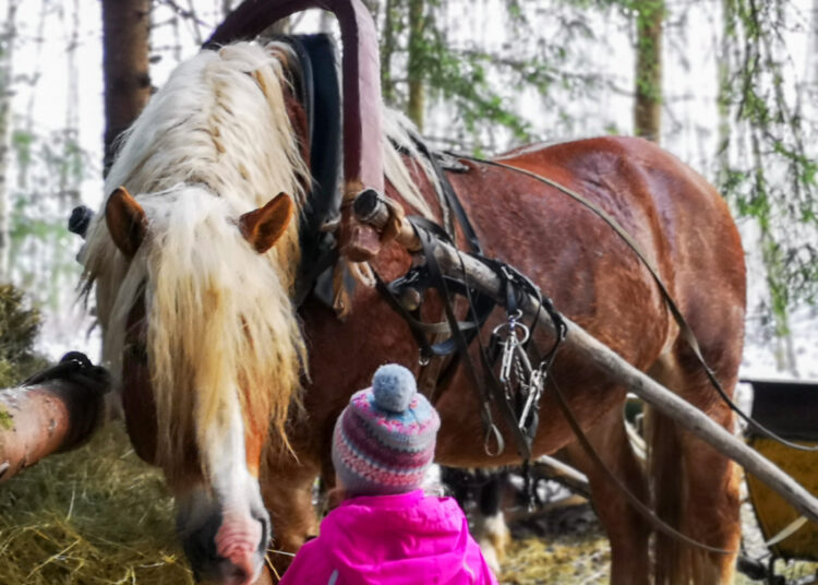 Arklių diena miške - Biržų laikraštis "Šiaurės Rytai"