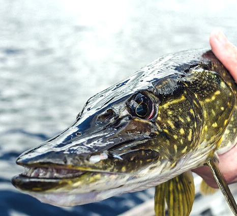 Lydekų žūklės sezonas prasidės šį sekmadienį - Biržų laikraštis ...