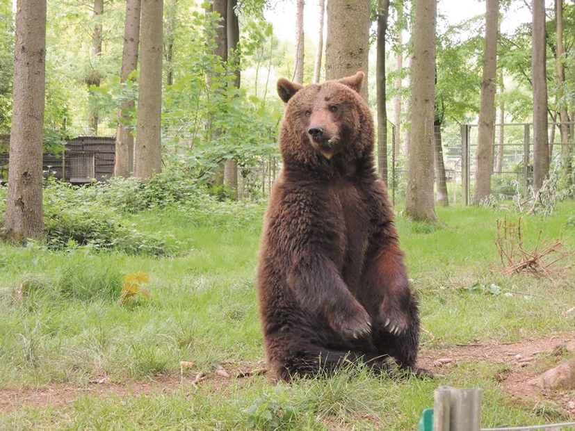 Tyrimai leis atsakyti, ar meškos pas mus apsigyveno - Biržų laikraštis ...