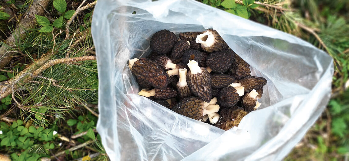 Renka retus pavasario grybus - Biržų laikraštis "Šiaurės Rytai"