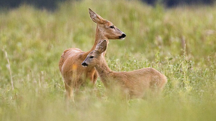 Stirnos įsisuko į kapinaites - Biržų laikraštis "Šiaurės Rytai"