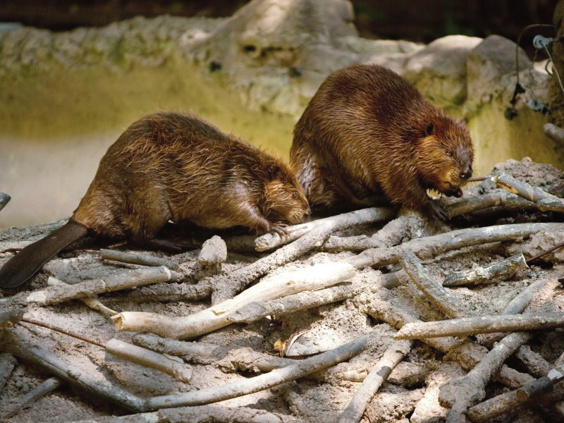 Vėl smaginasi bebrai - Biržų laikraštis "Šiaurės Rytai"