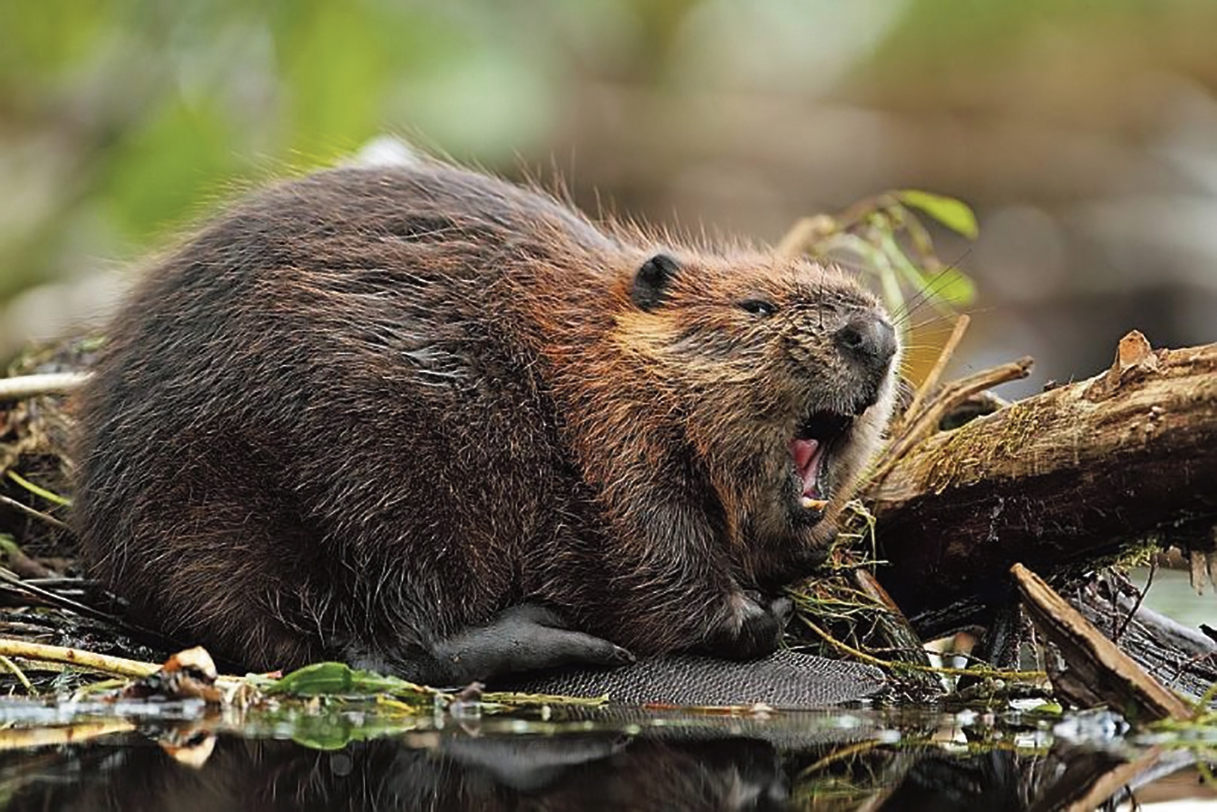 Papilį terorizuoja bebrai - Biržų laikraštis "Šiaurės Rytai"