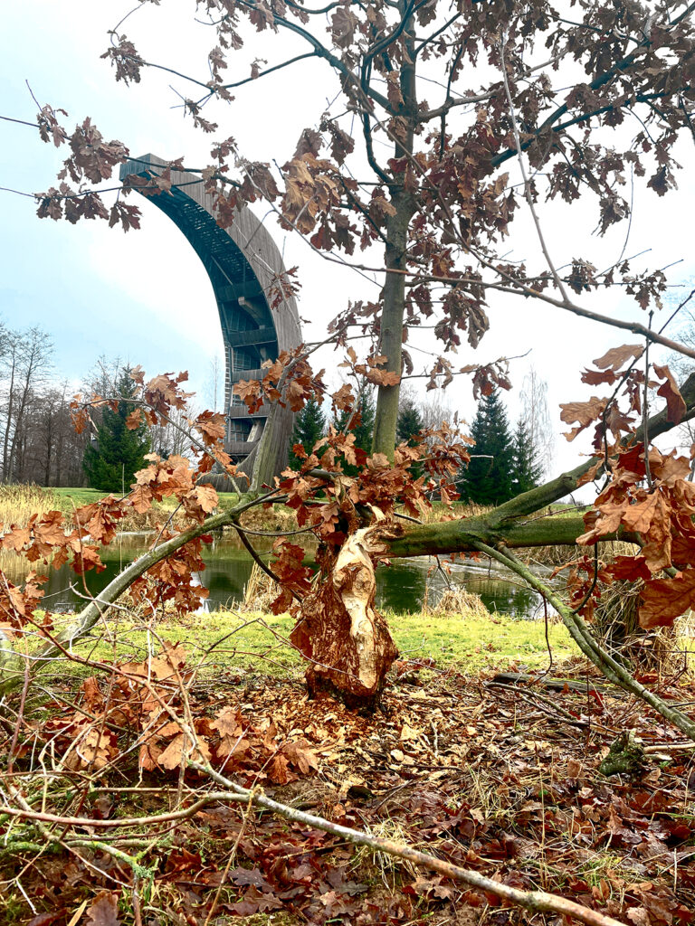 Nauja Kirkilų bėda – bebrai - Biržų laikraštis "Šiaurės Rytai"